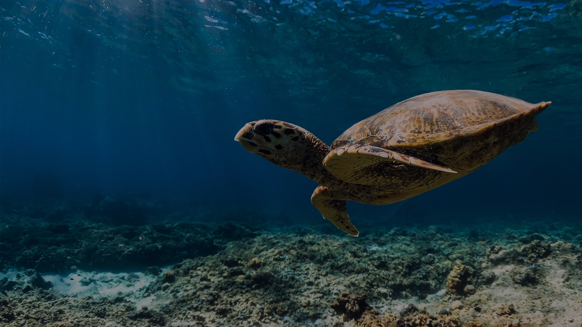 Coastal Environmental – Research, Education & Innovation